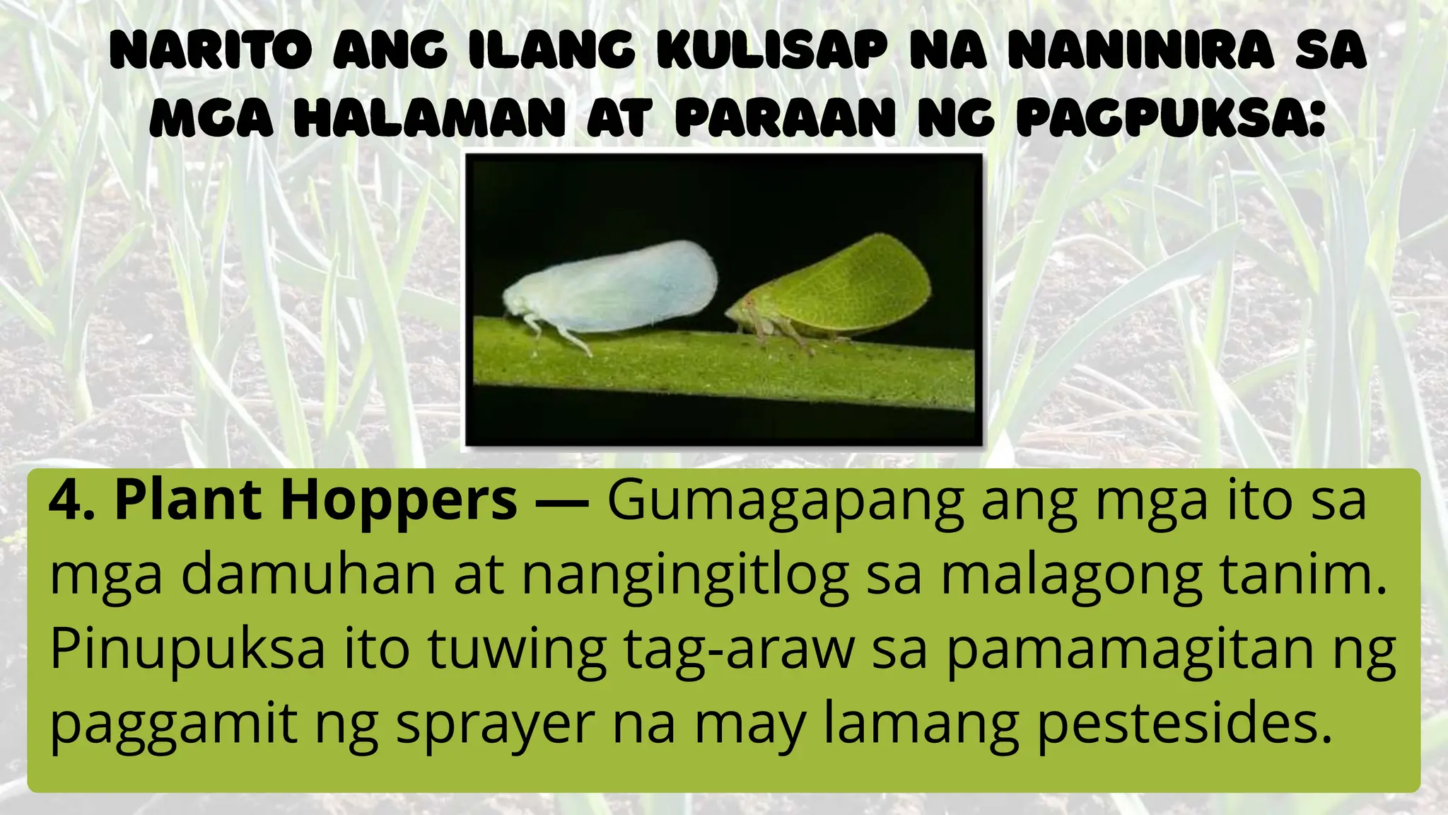 Agri 5 Wk 2 Masistemang Pangangalaga ng Tanim na mga Gulay.pptx