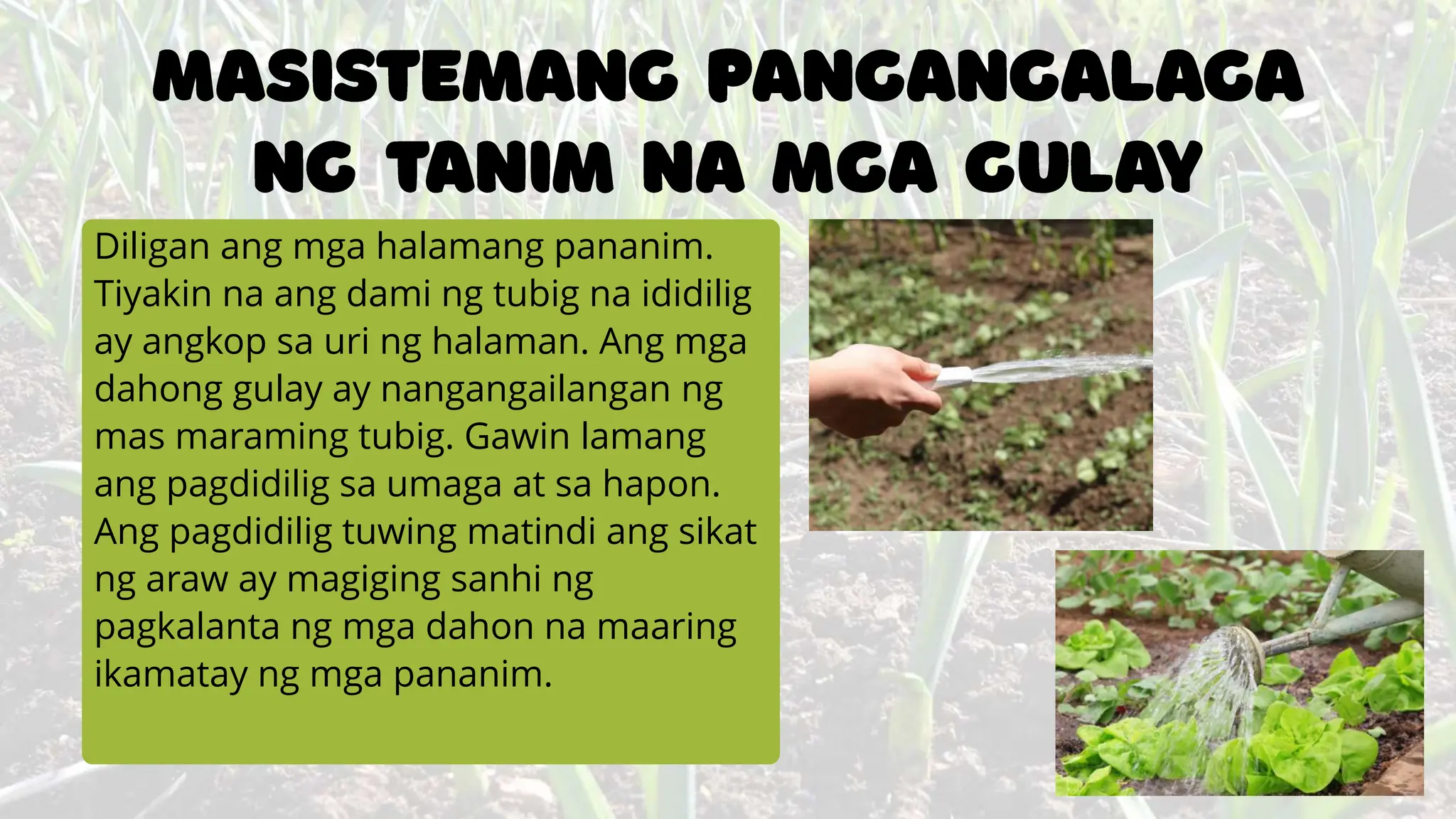 Agri 5 Wk 2 Masistemang Pangangalaga ng Tanim na mga Gulay.pptx
