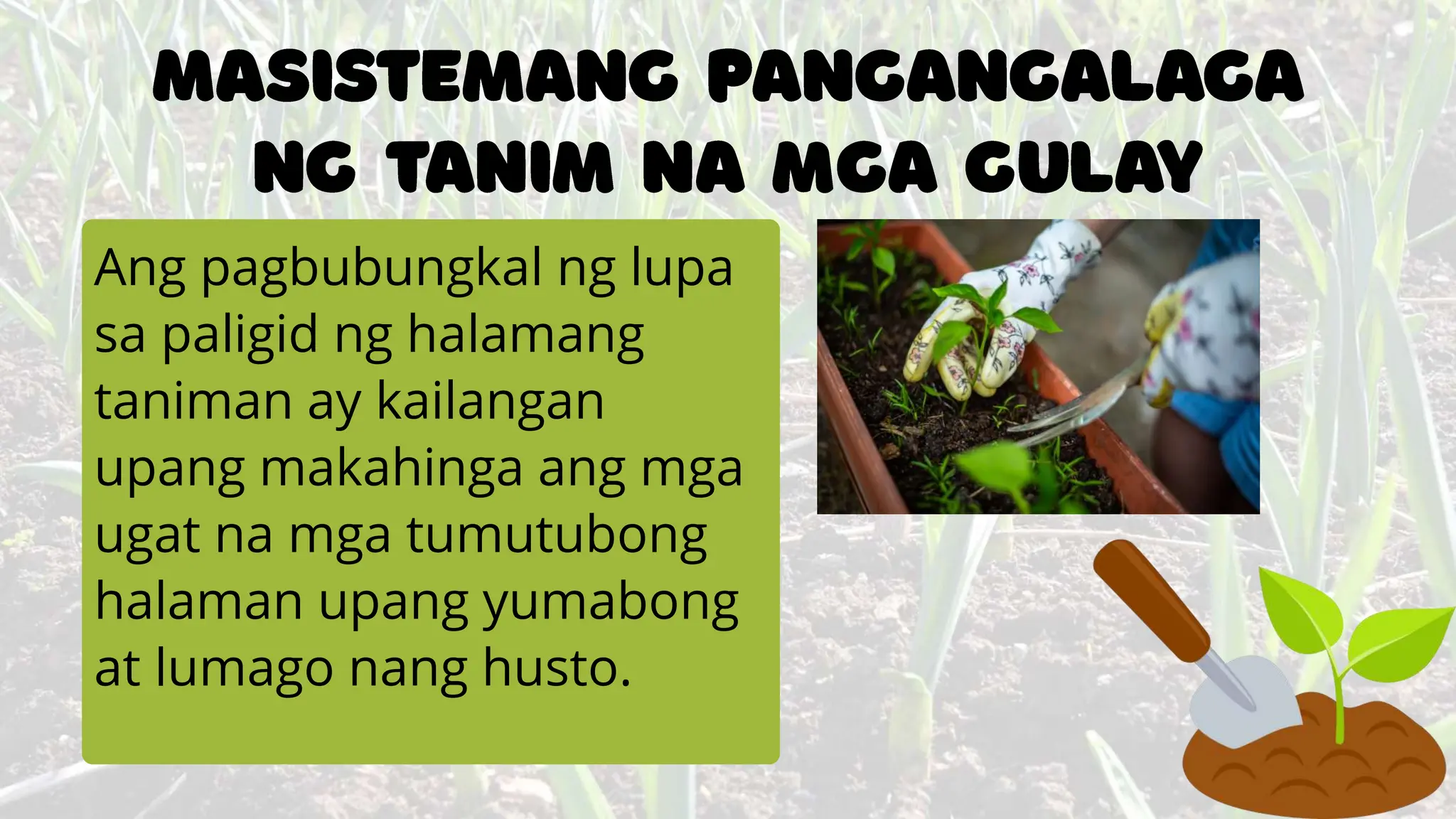 Agri 5 Wk 2 Masistemang Pangangalaga ng Tanim na mga Gulay.pptx