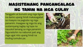 Agri 5 Wk 2 Masistemang Pangangalaga ng Tanim na mga Gulay.pptx