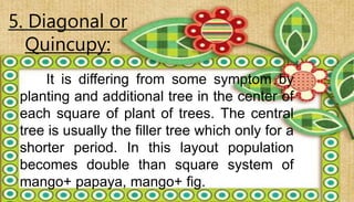 AGRI 6 ORCHARD PLANNING AND LAYOUT.pptx