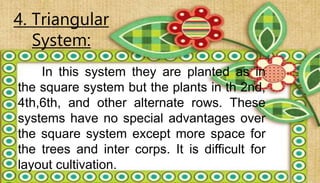 AGRI 6 ORCHARD PLANNING AND LAYOUT.pptx