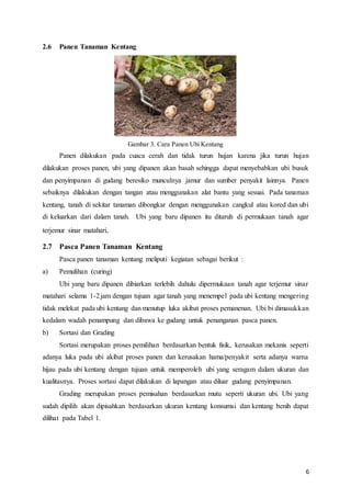 Agribisnis Tanaman Kentang.docx