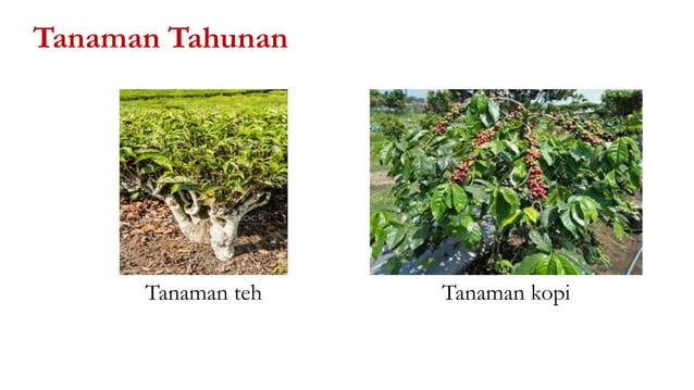 AGRIBISNIS TANAMAN TAHUNAN.ppt