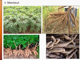 Agricultura | PPTX