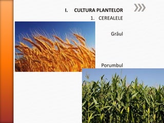 Agricultura | PPTX