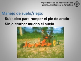 Agricultura de Conservación y la Mecanización Sostenible | PPTX