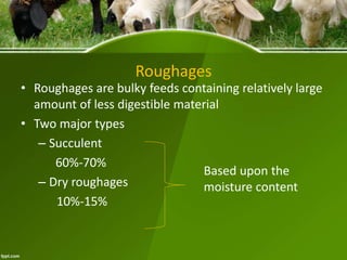 Feed resources of farm animal | PPTX