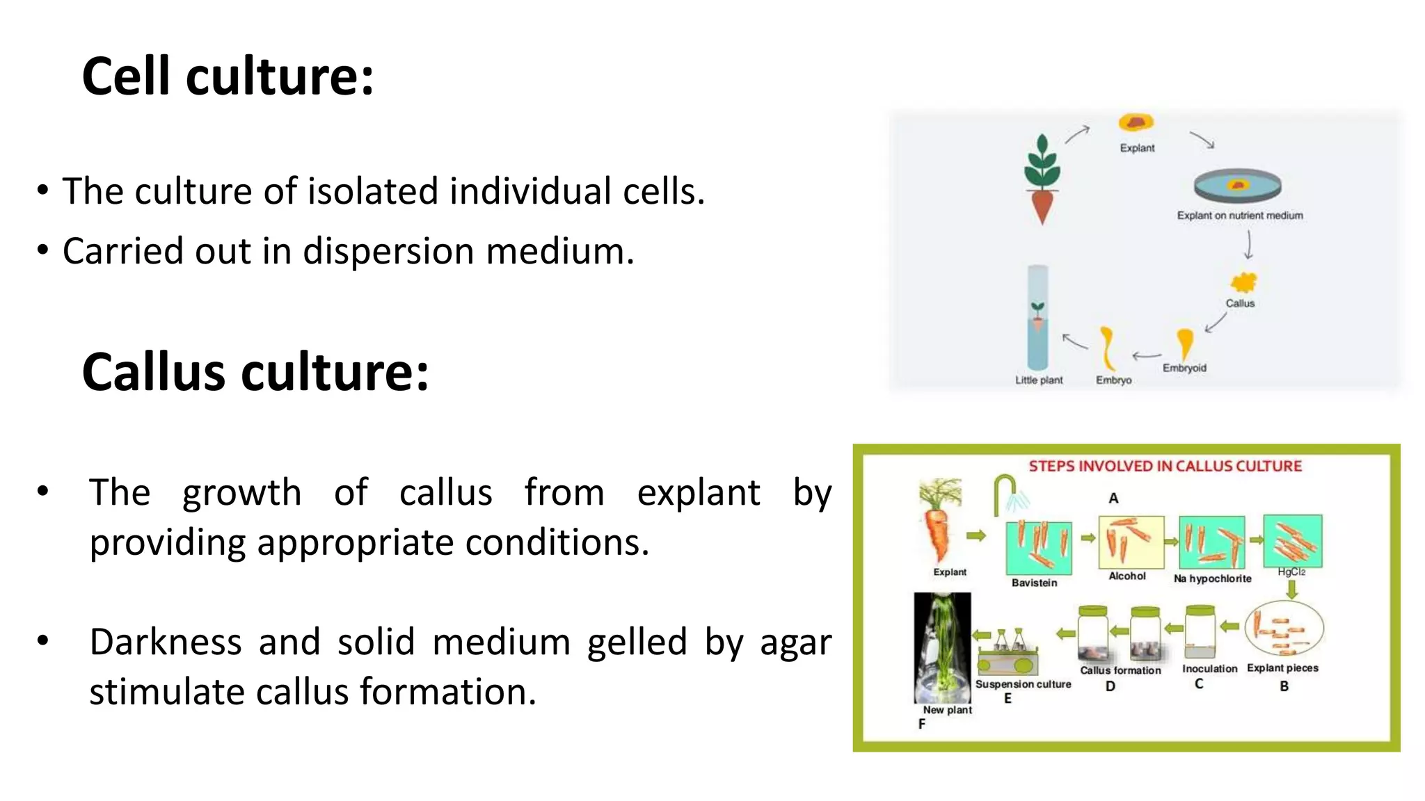 plant tissue culture and its applications. Agricultural biotech. | PPTX