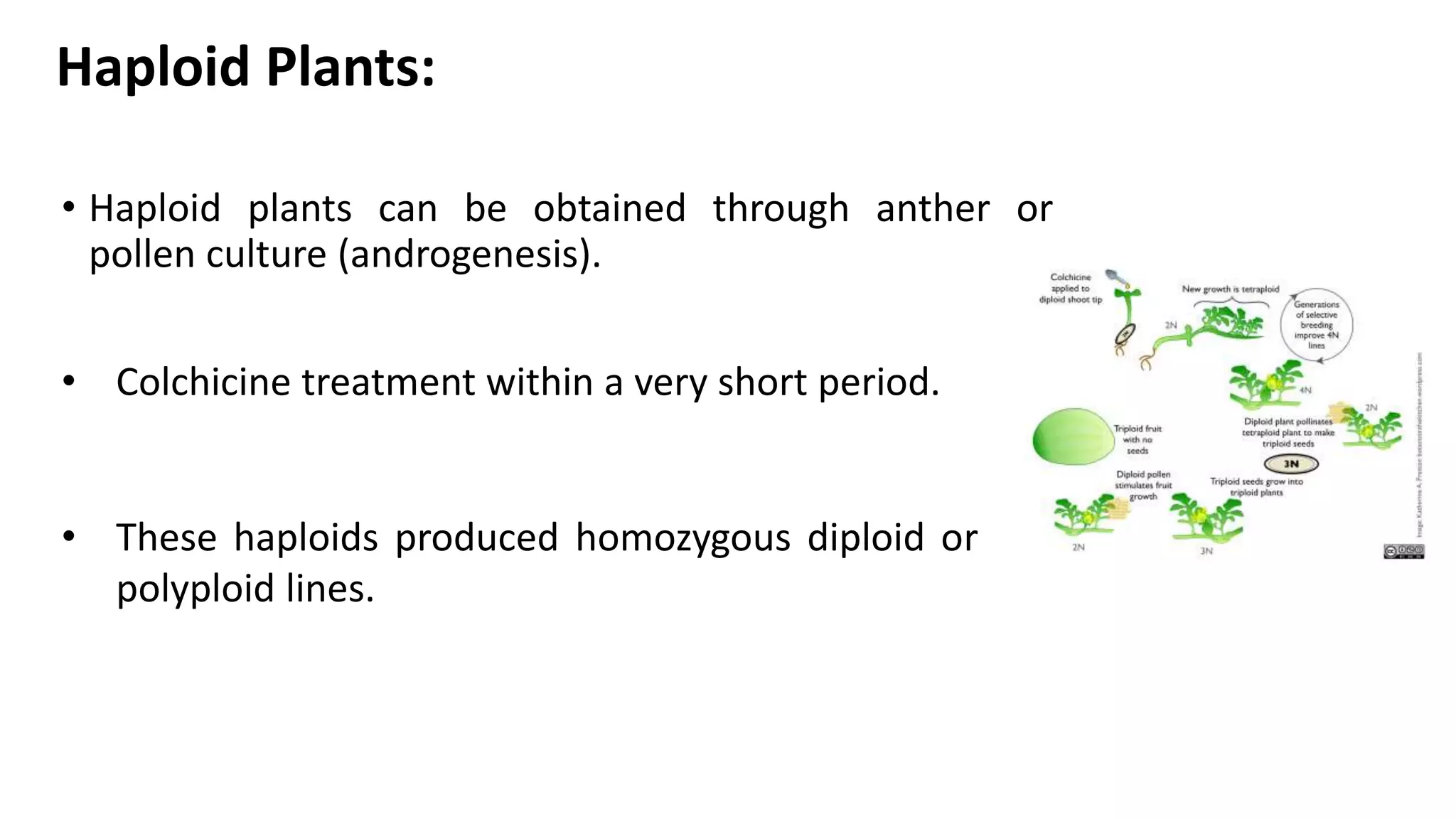 plant tissue culture and its applications. Agricultural biotech. | PPTX