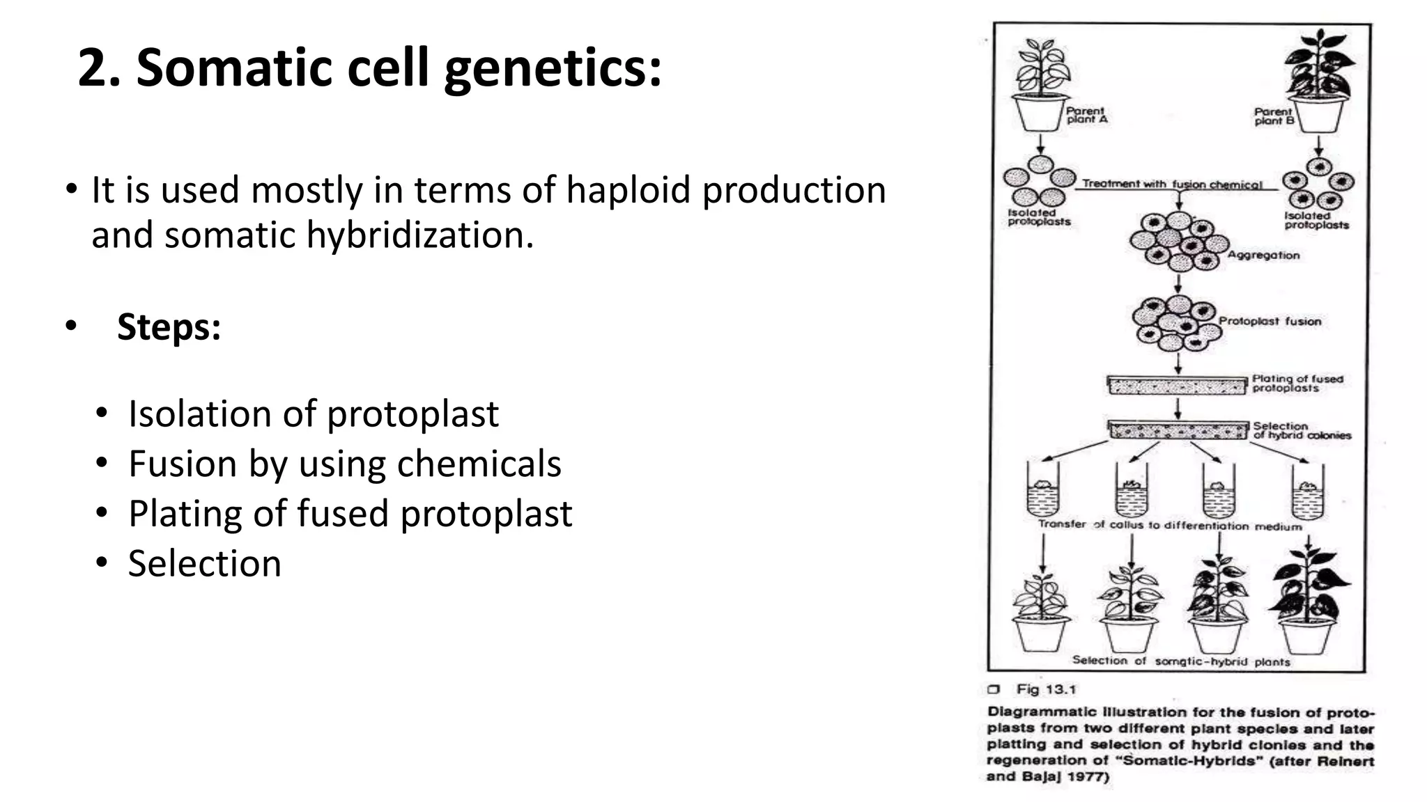 plant tissue culture and its applications. Agricultural biotech. | PPTX