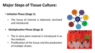plant tissue culture and its applications. Agricultural biotech. | PPTX