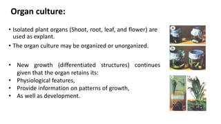 plant tissue culture and its applications. Agricultural biotech. | PPTX