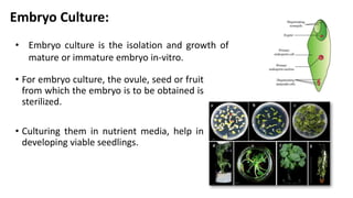 plant tissue culture and its applications. Agricultural biotech. | PPTX
