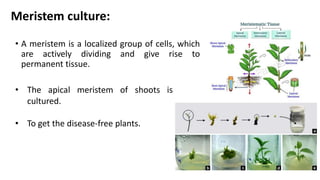 plant tissue culture and its applications. Agricultural biotech. | PPTX