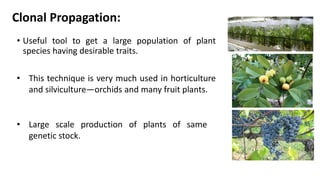 plant tissue culture and its applications. Agricultural biotech. | PPTX