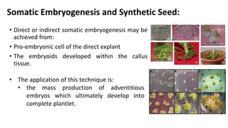 plant tissue culture and its applications. Agricultural biotech. | PPTX