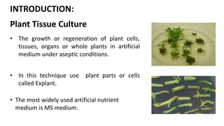 plant tissue culture and its applications. Agricultural biotech. | PPTX