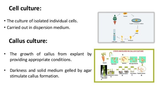 plant tissue culture and its applications. Agricultural biotech.