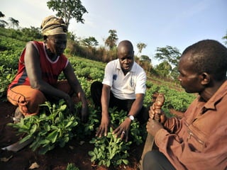 Agricultural cooperatives-key to feeding the world | PPT