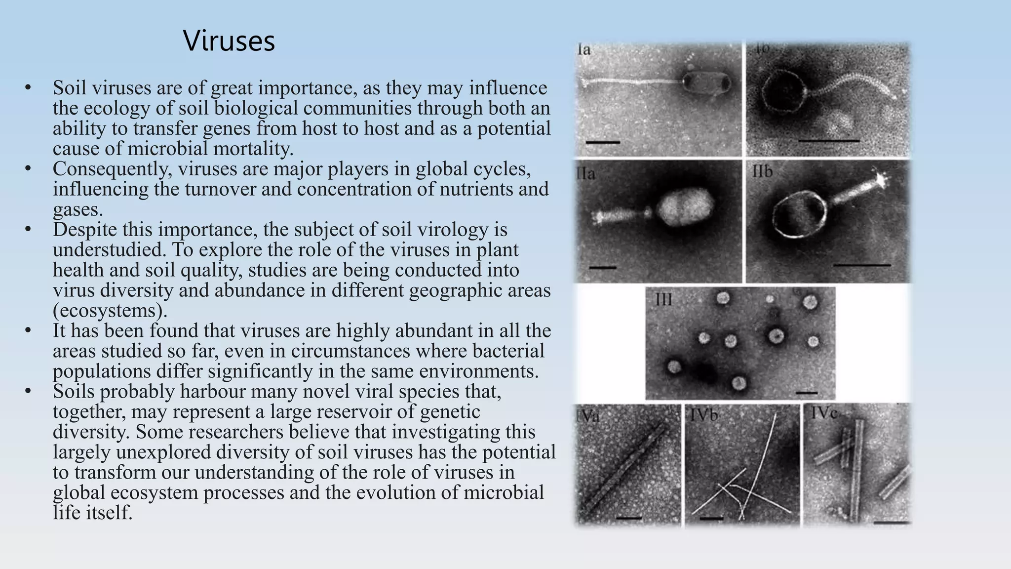 Agricultural Microbiology: Role of microbes in soil fertility | PPTX