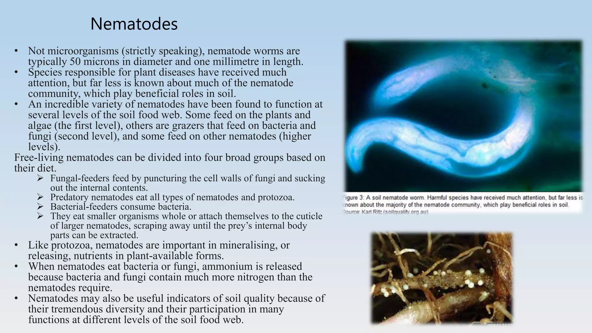 Agricultural Microbiology: Role of microbes in soil fertility | PPTX