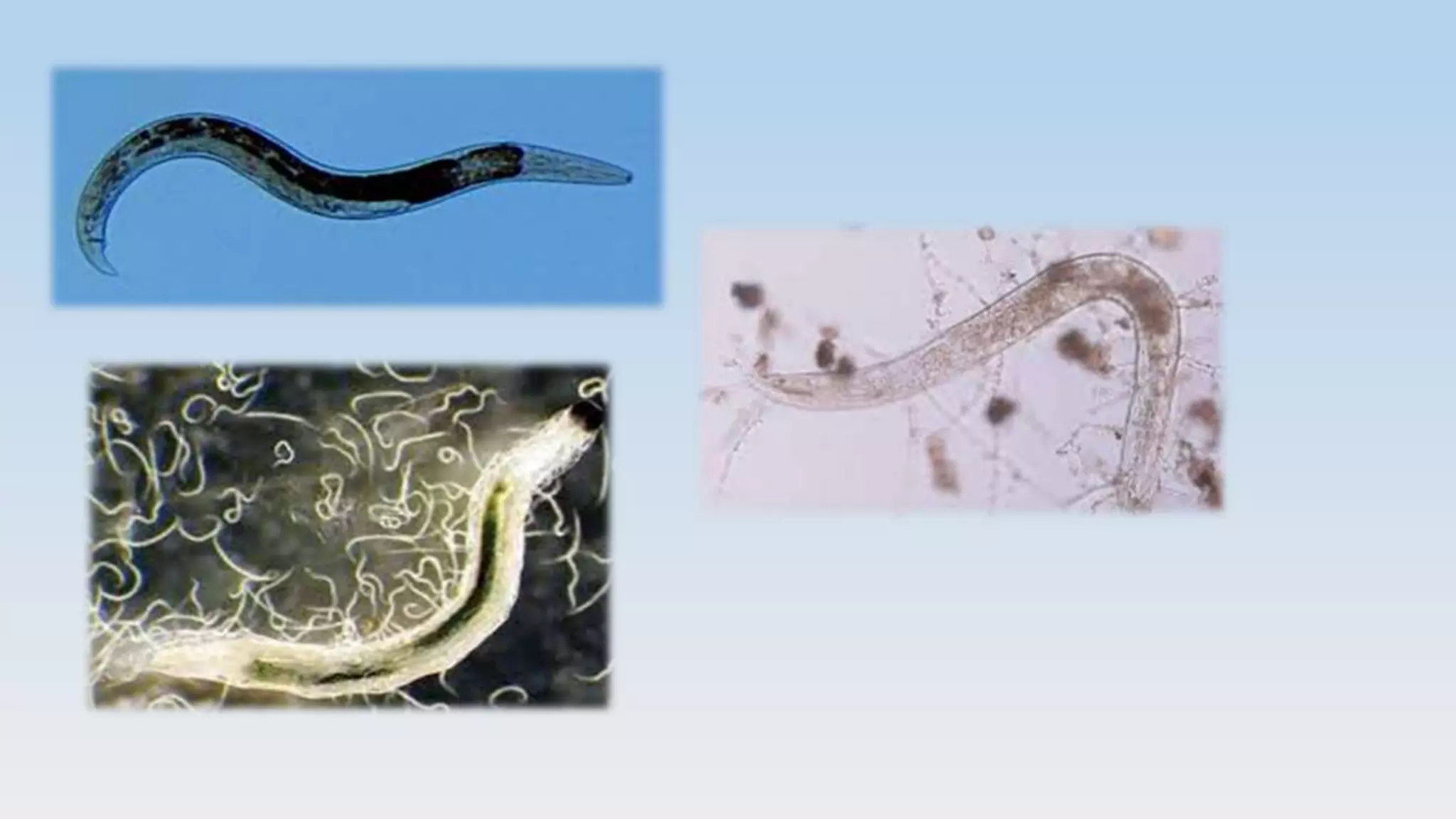 Agricultural Microbiology: Role of microbes in soil fertility | PPTX