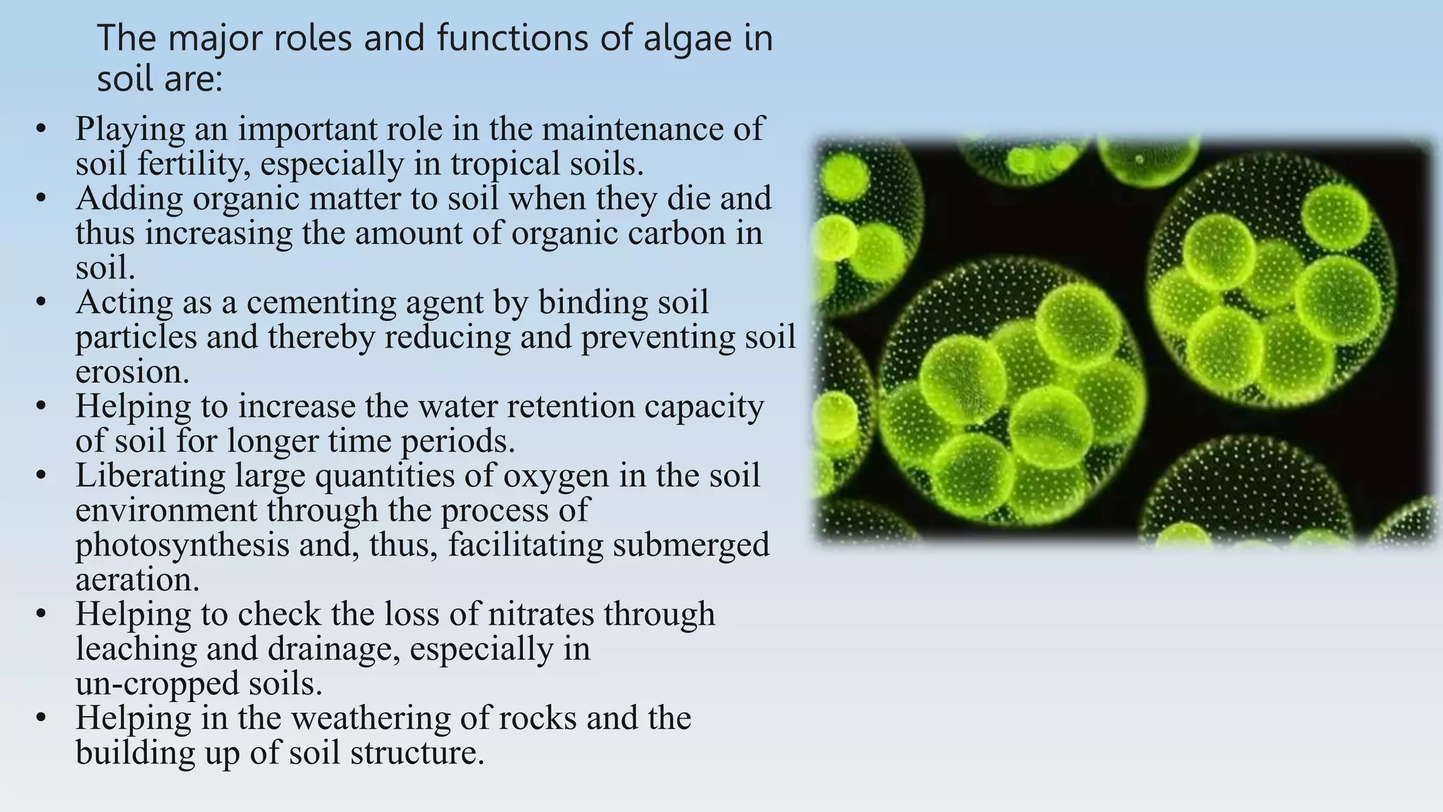 Agricultural Microbiology: Role of microbes in soil fertility | PPTX