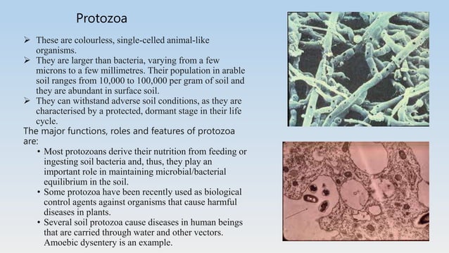Agricultural Microbiology: Role of microbes in soil fertility | PPTX ...