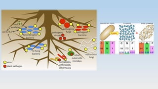 Agricultural Microbiology: Role of microbes in soil fertility | PPTX