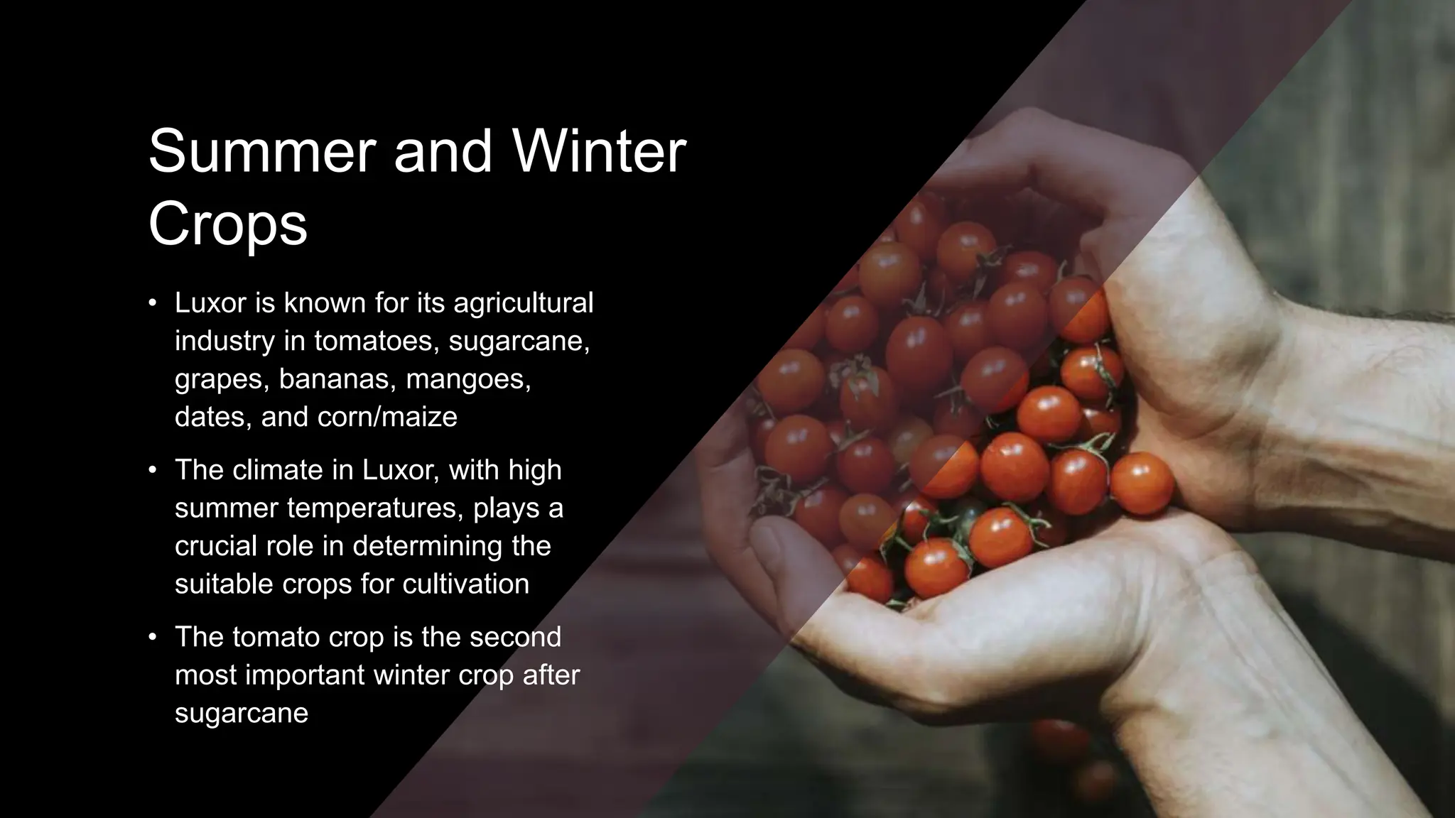 AGRICULTURAL REPORT FOR LUXOR GOVERNORATE_.pptx