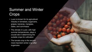 AGRICULTURAL REPORT FOR LUXOR GOVERNORATE_.pptx
