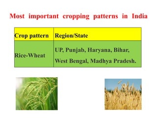 AGRICULTURAL SEASONS & CROPPING PATTERN.ppt
