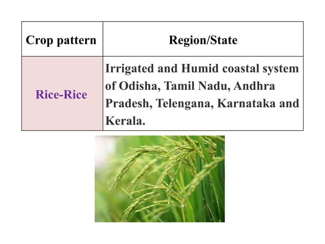 AGRICULTURAL SEASONS & CROPPING PATTERN.ppt