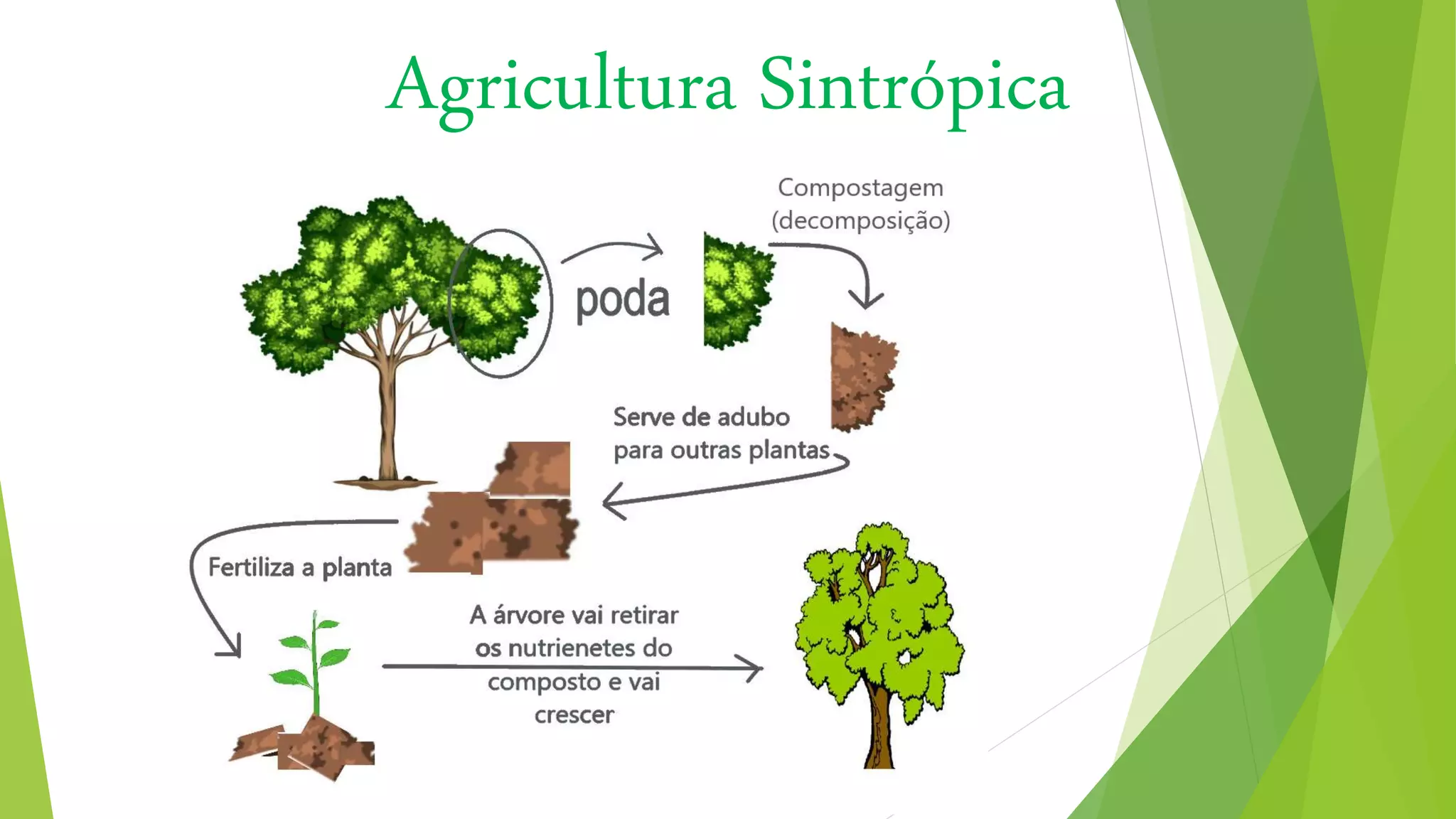 Agricultura sintropica ppt | PPTX | Agriculture | Industries