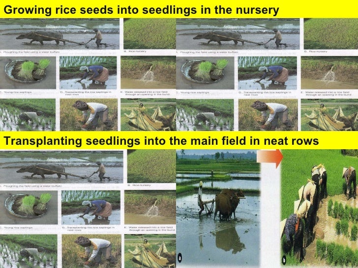 rice farming process