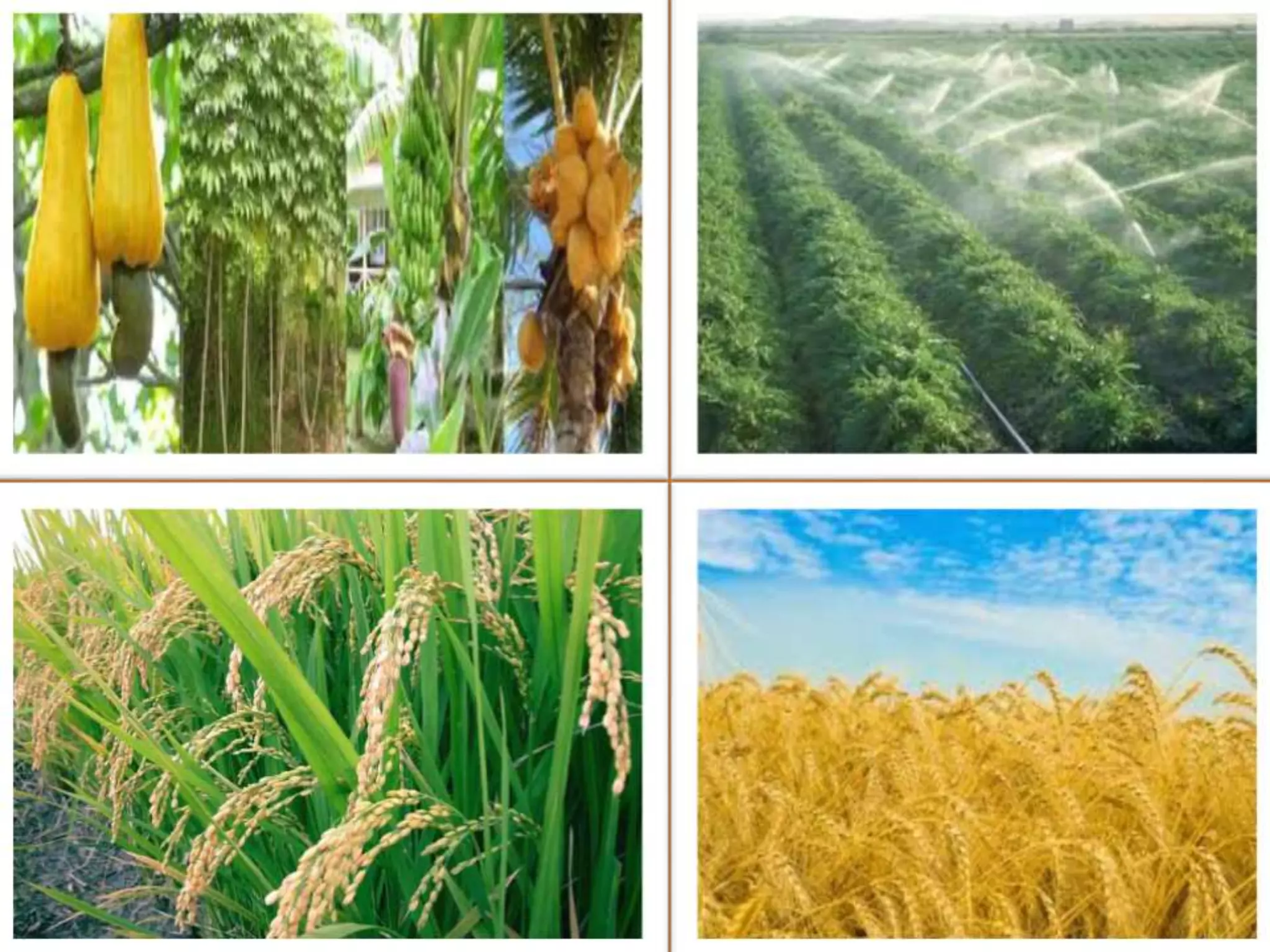 AGRICULTURE SECTORS | PPTX