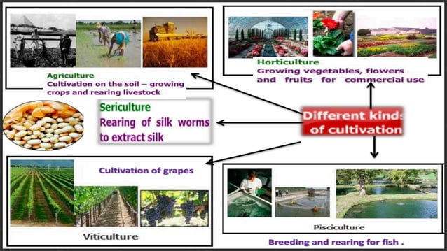 Agriculture | Ls - 4 | Class - 8 | Geography | Social Science - PPT ...