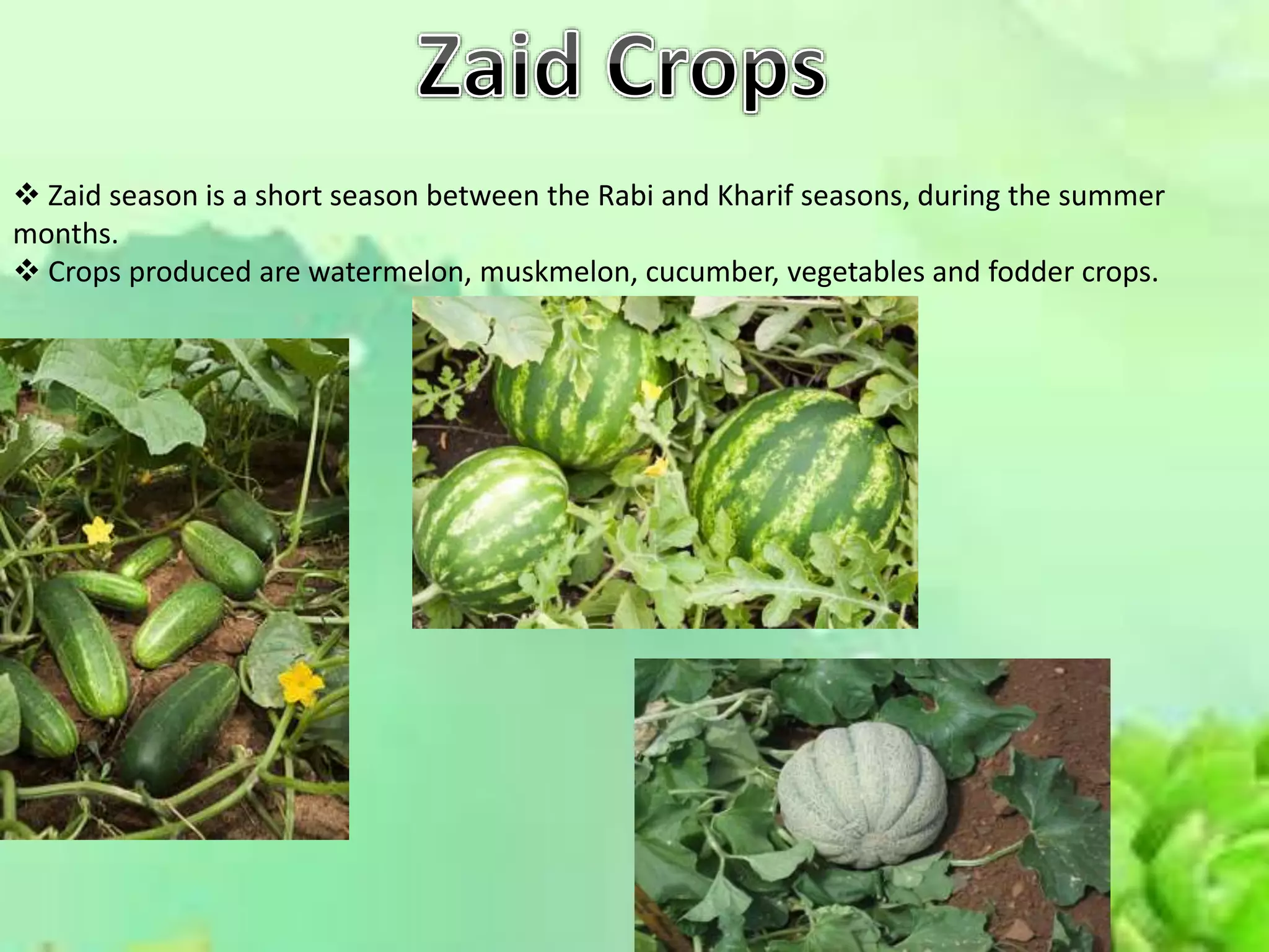 Agriculture -Geography - Class 10 | PPSX