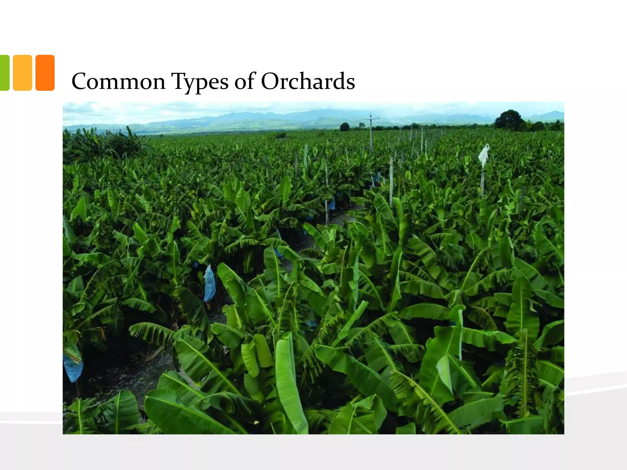 TLE 6 - Agriculture | PPTX