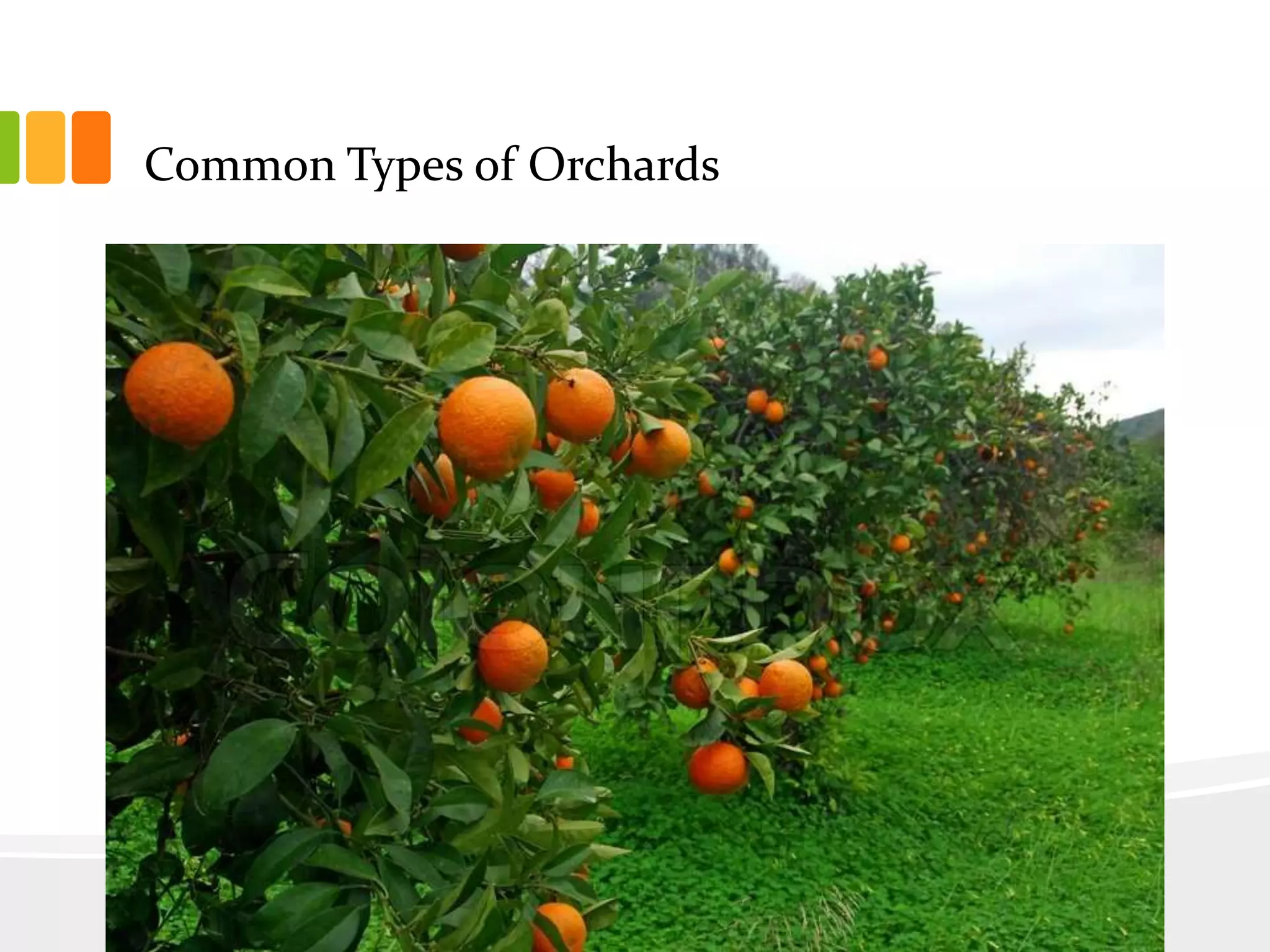 TLE 6 - Agriculture | PPTX