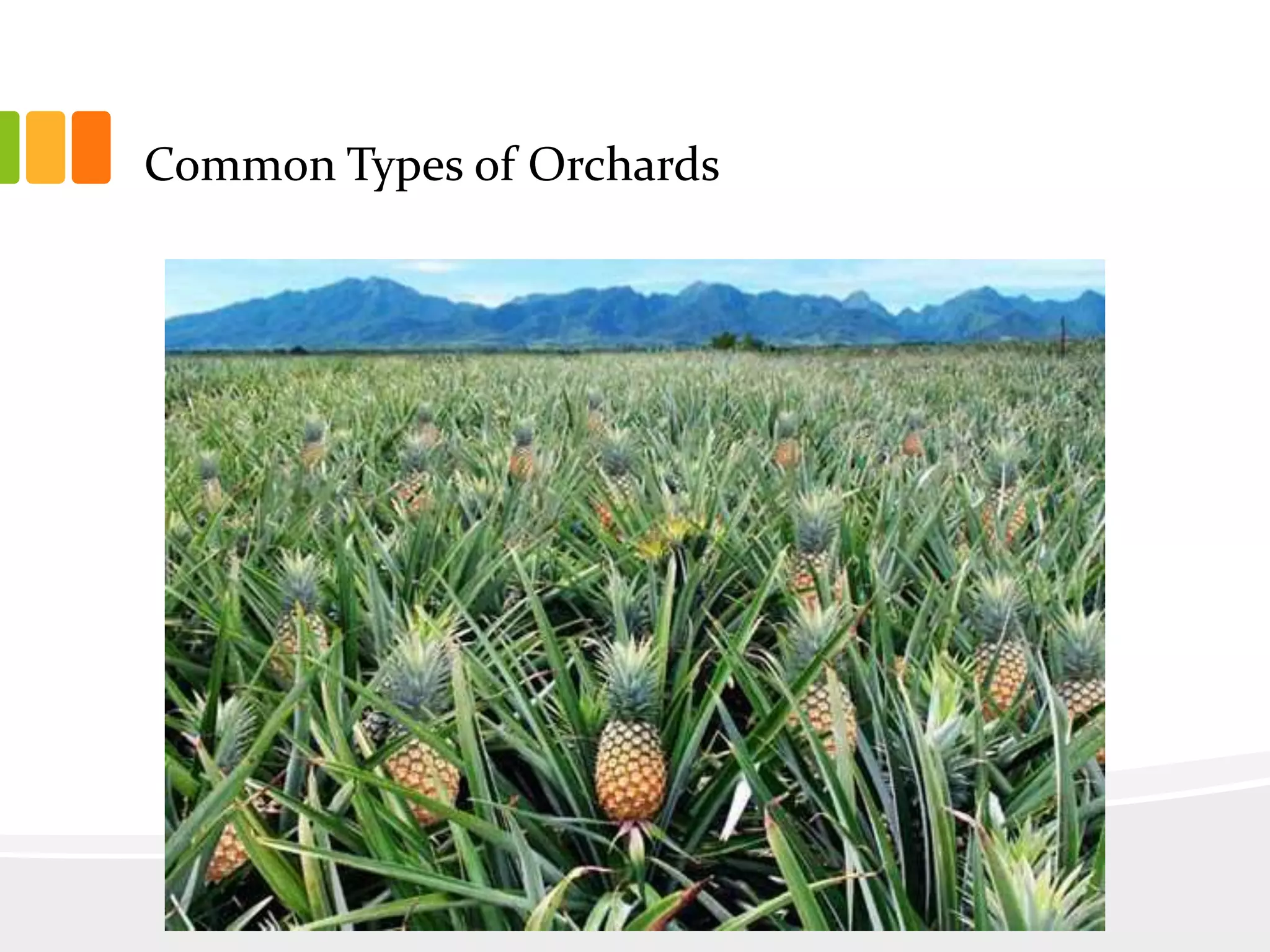 TLE 6 - Agriculture | PPTX