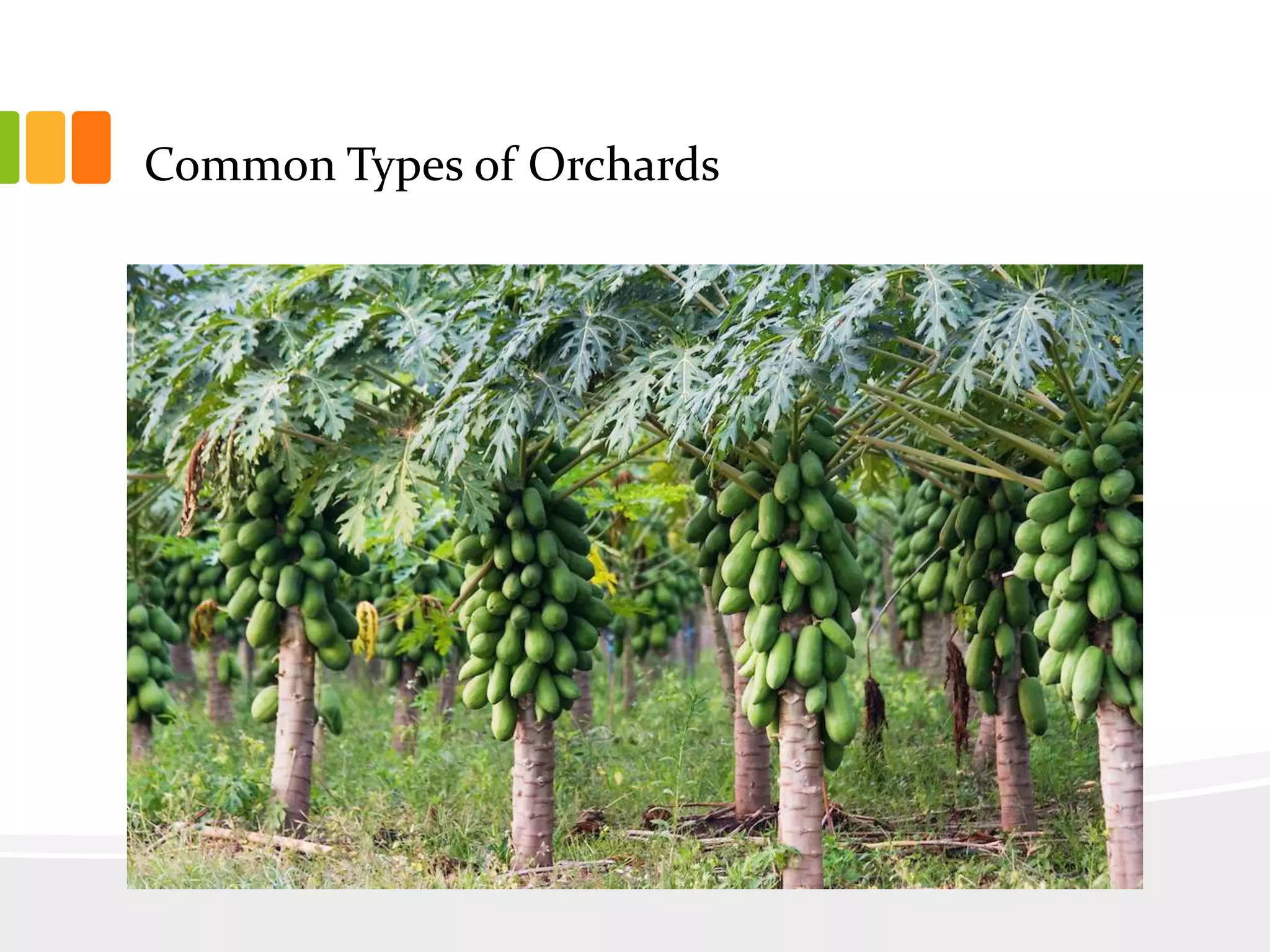 TLE 6 - Agriculture | PPTX