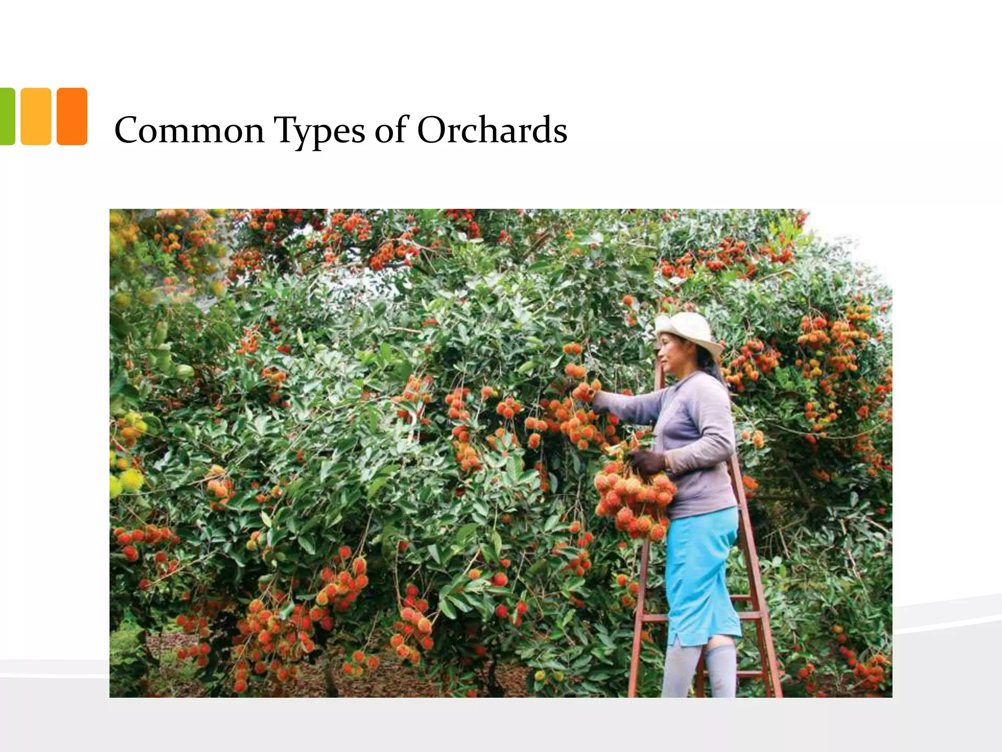 TLE 6 - Agriculture | PPTX