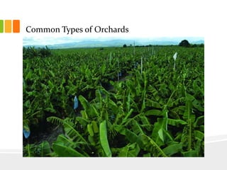 TLE 6 - Agriculture | PPTX