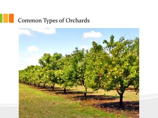 TLE 6 - Agriculture | PPTX