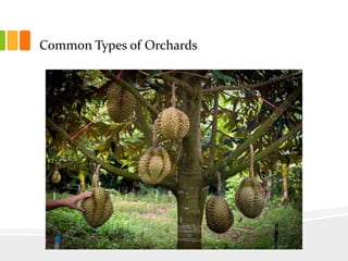 TLE 6 - Agriculture | PPTX