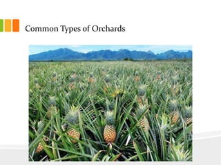 TLE 6 - Agriculture | PPTX