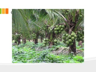 TLE 6 - Agriculture | PPTX