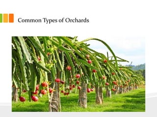 TLE 6 - Agriculture | PPTX